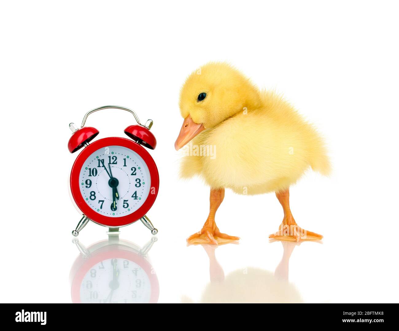 Duckling and alarm clock isolated on white Stock Photo - Alamy