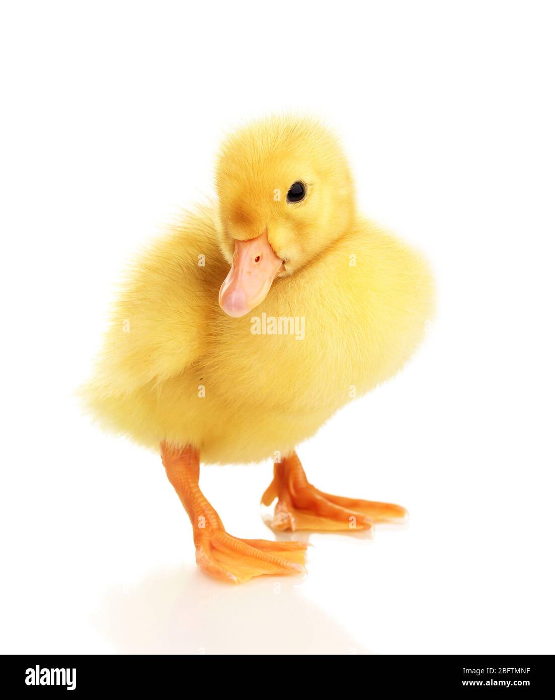Duckling isolated on white Stock Photo - Alamy