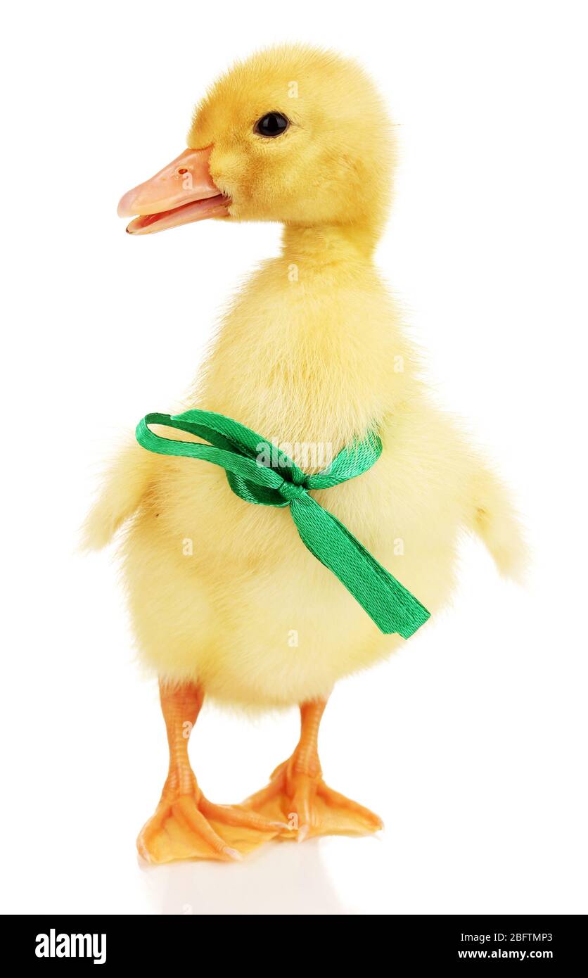 Duckling with ribbon isolated on white Stock Photo - Alamy