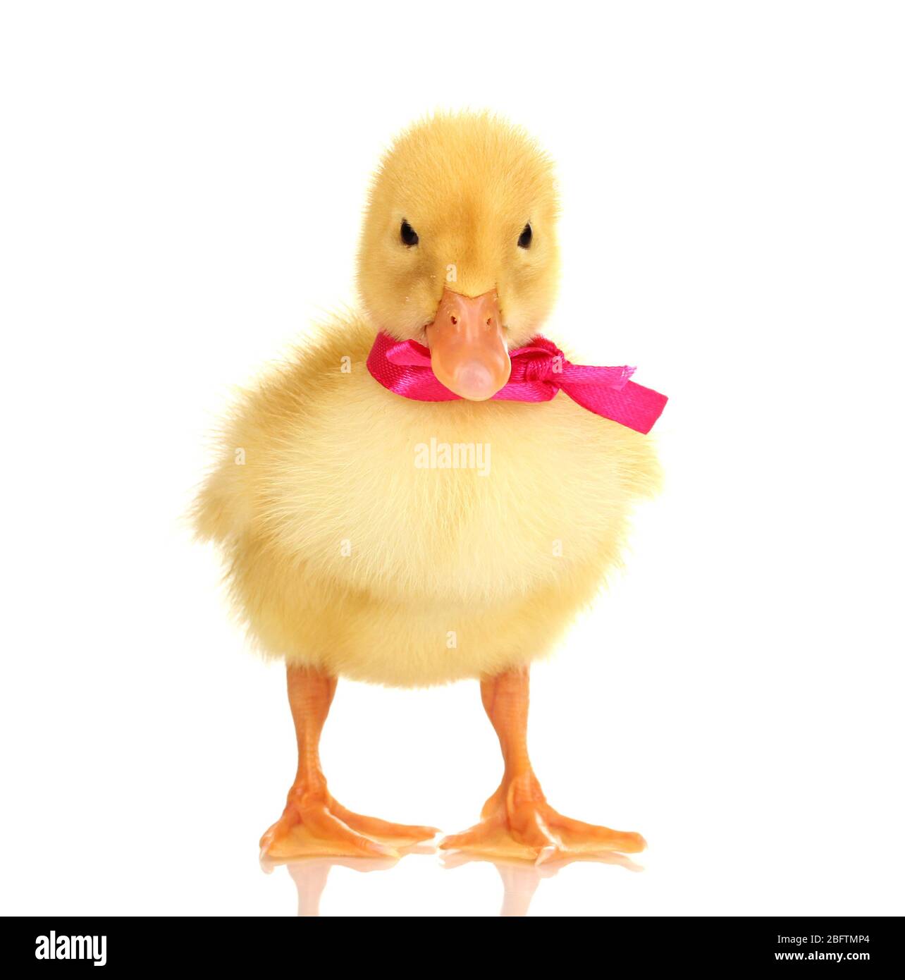 Duckling with ribbon isolated on white Stock Photo - Alamy