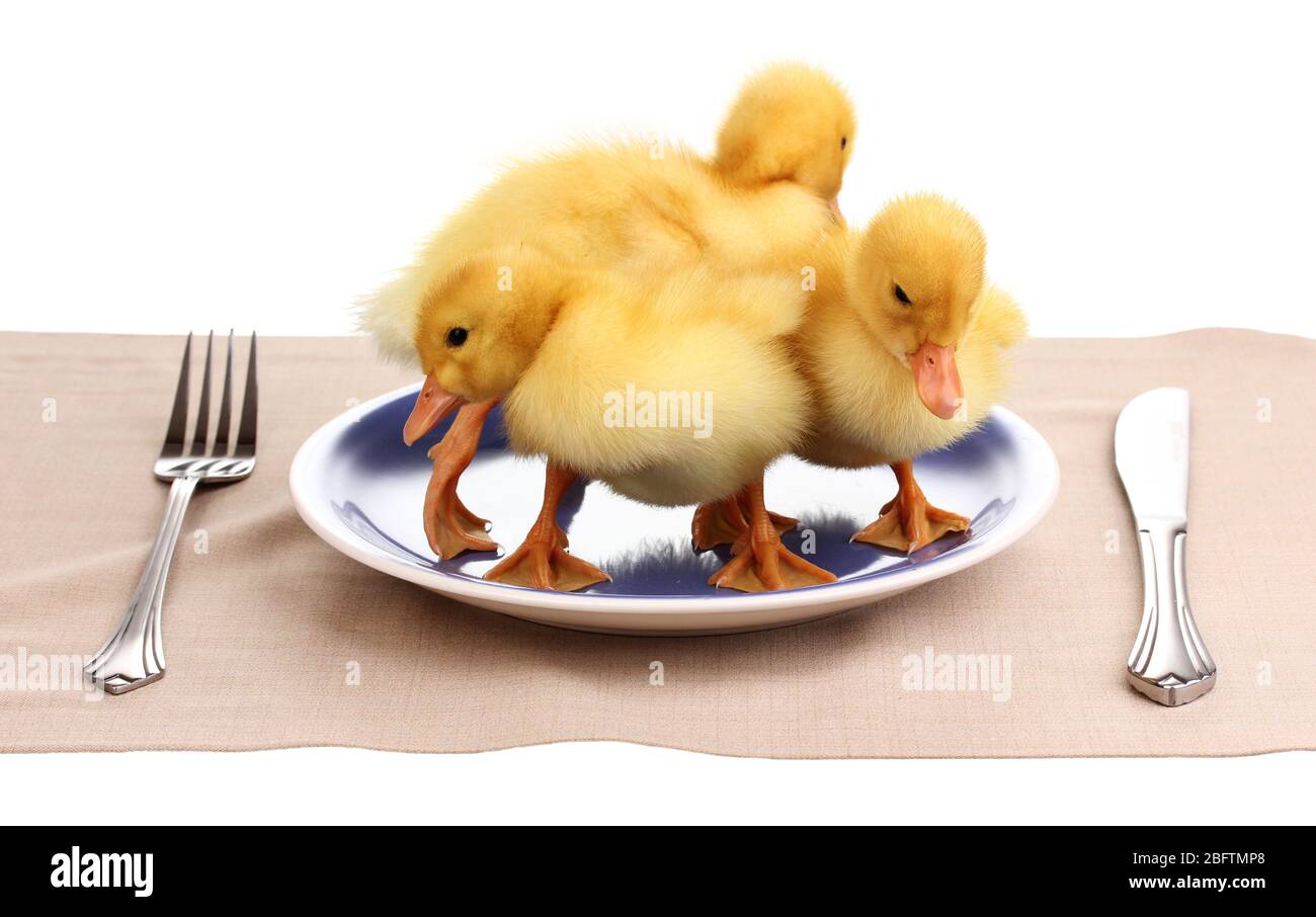 Duckling and table setting isolated on white Stock Photo - Alamy