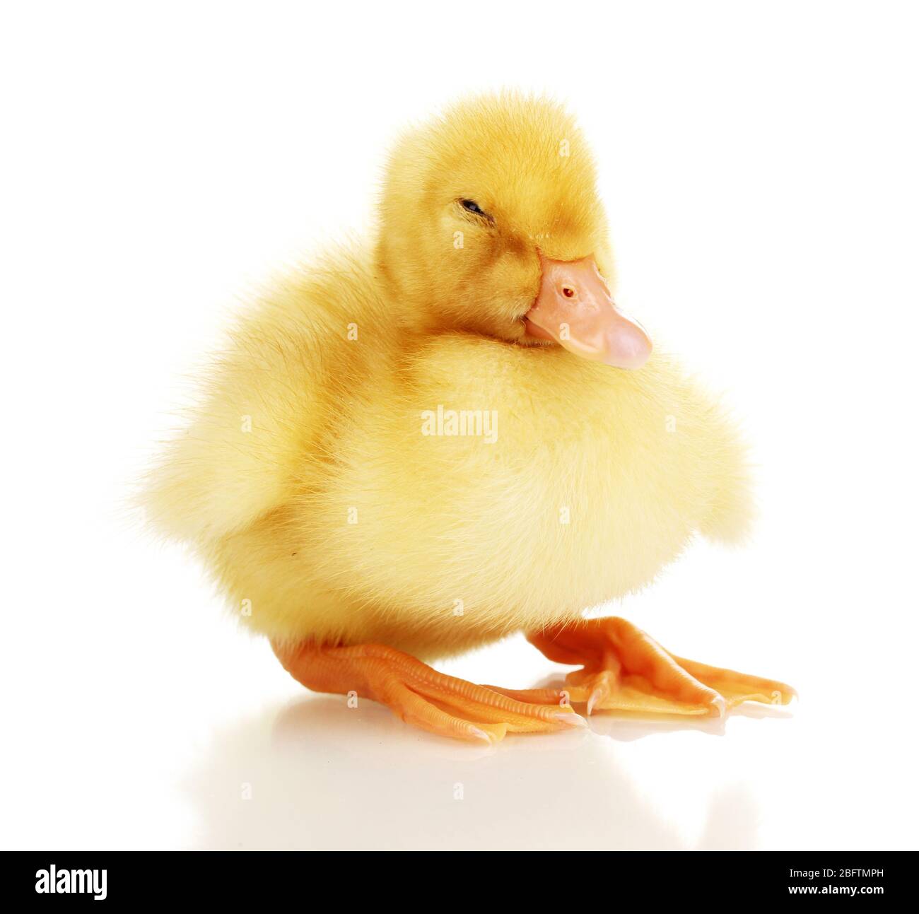 Duckling sleeping isolated on white Stock Photo - Alamy
