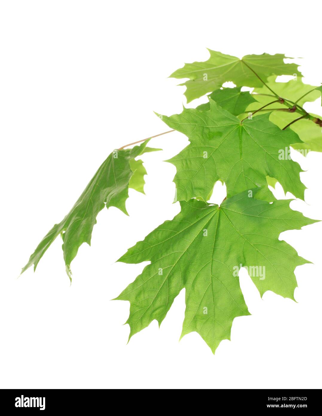 maple leaves isolated on white Stock Photo - Alamy