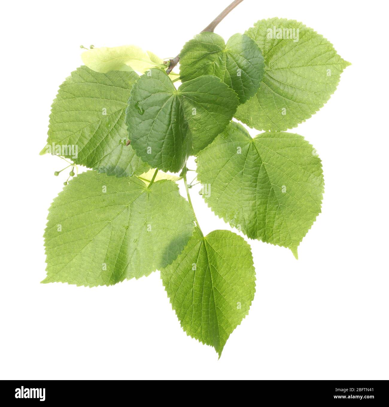 New linden tree Cut Out Stock Images & Pictures - Alamy