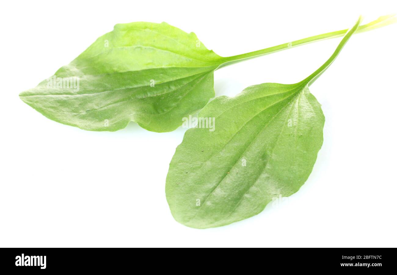plantain leves isolated on a white Stock Photo - Alamy