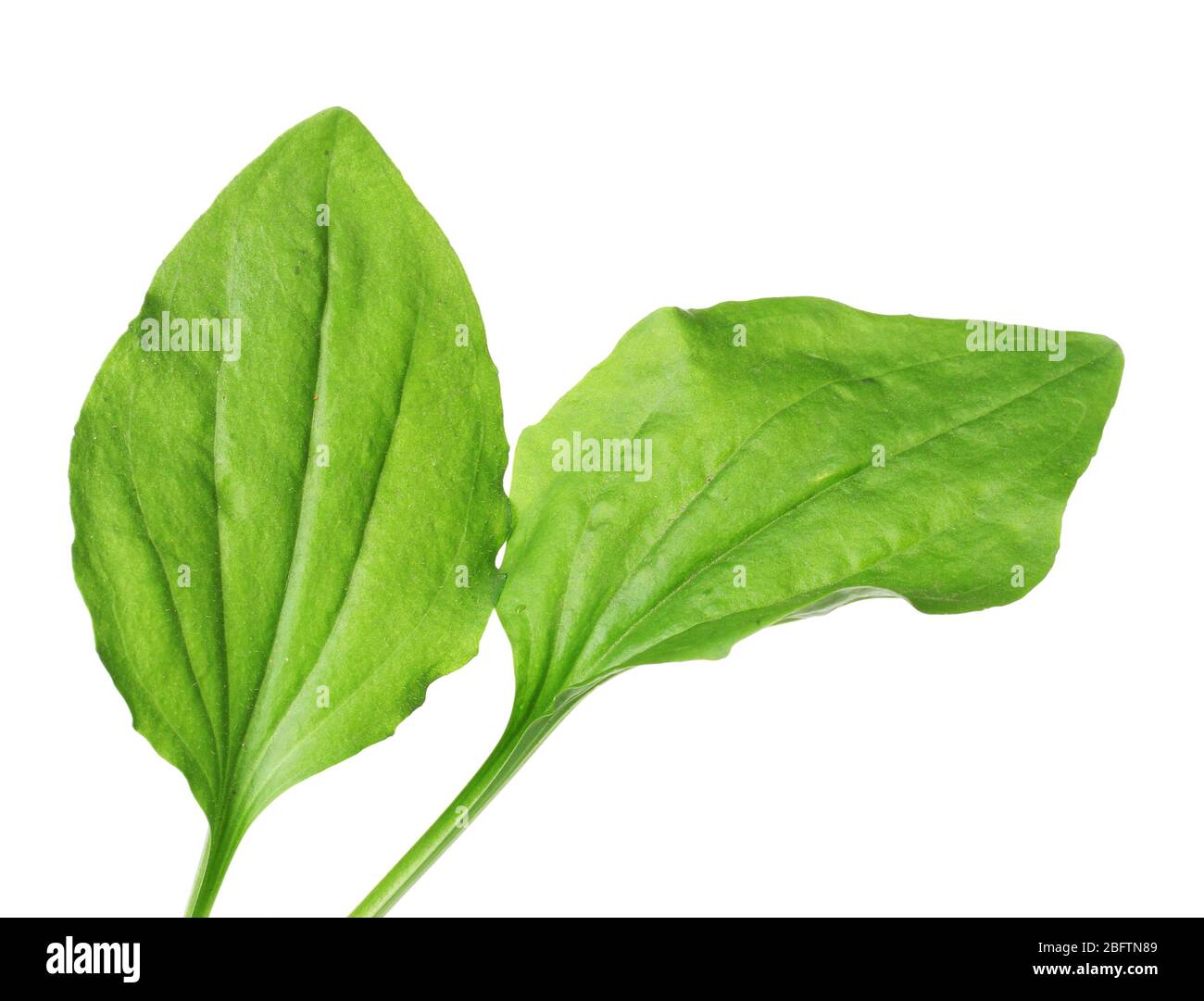 plantain leves isolated on a white Stock Photo - Alamy
