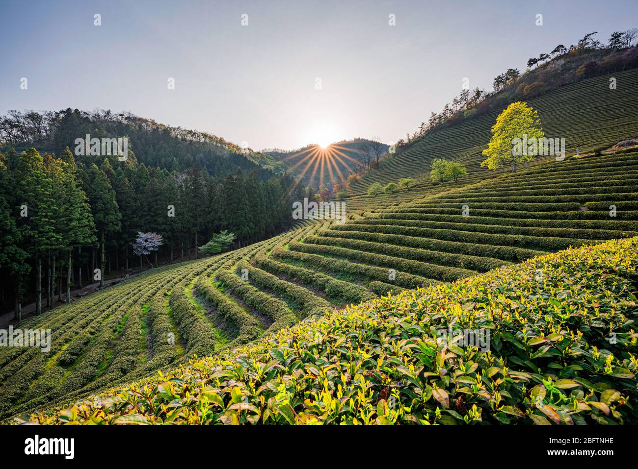 Boseong korea hi-res stock photography and images - Alamy