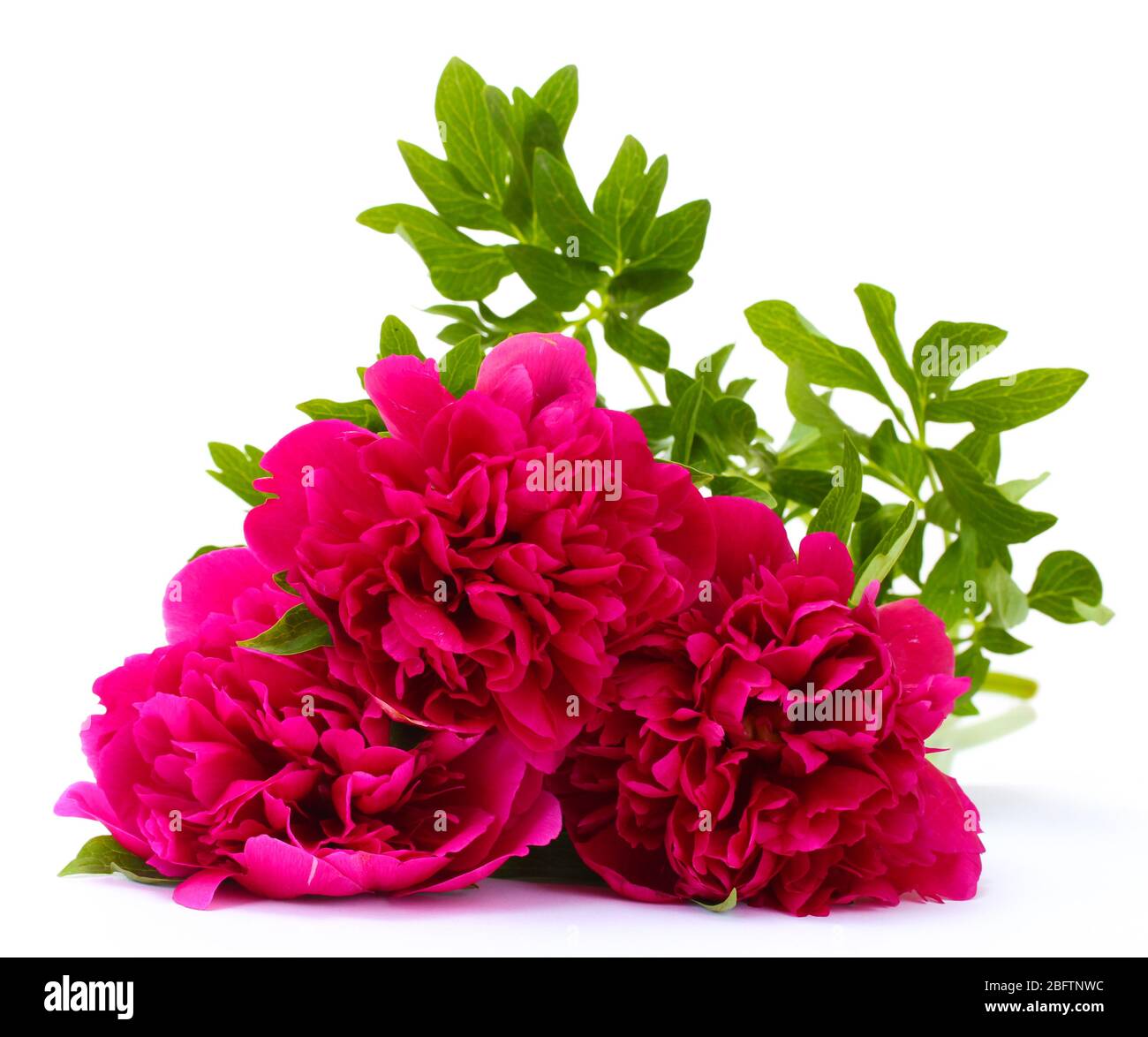 beautiful pink peonies isolated on white Stock Photo - Alamy