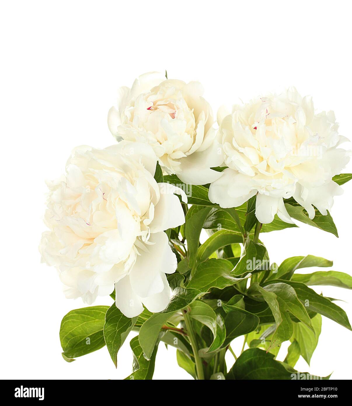 beautiful peonies isolated on white Stock Photo - Alamy