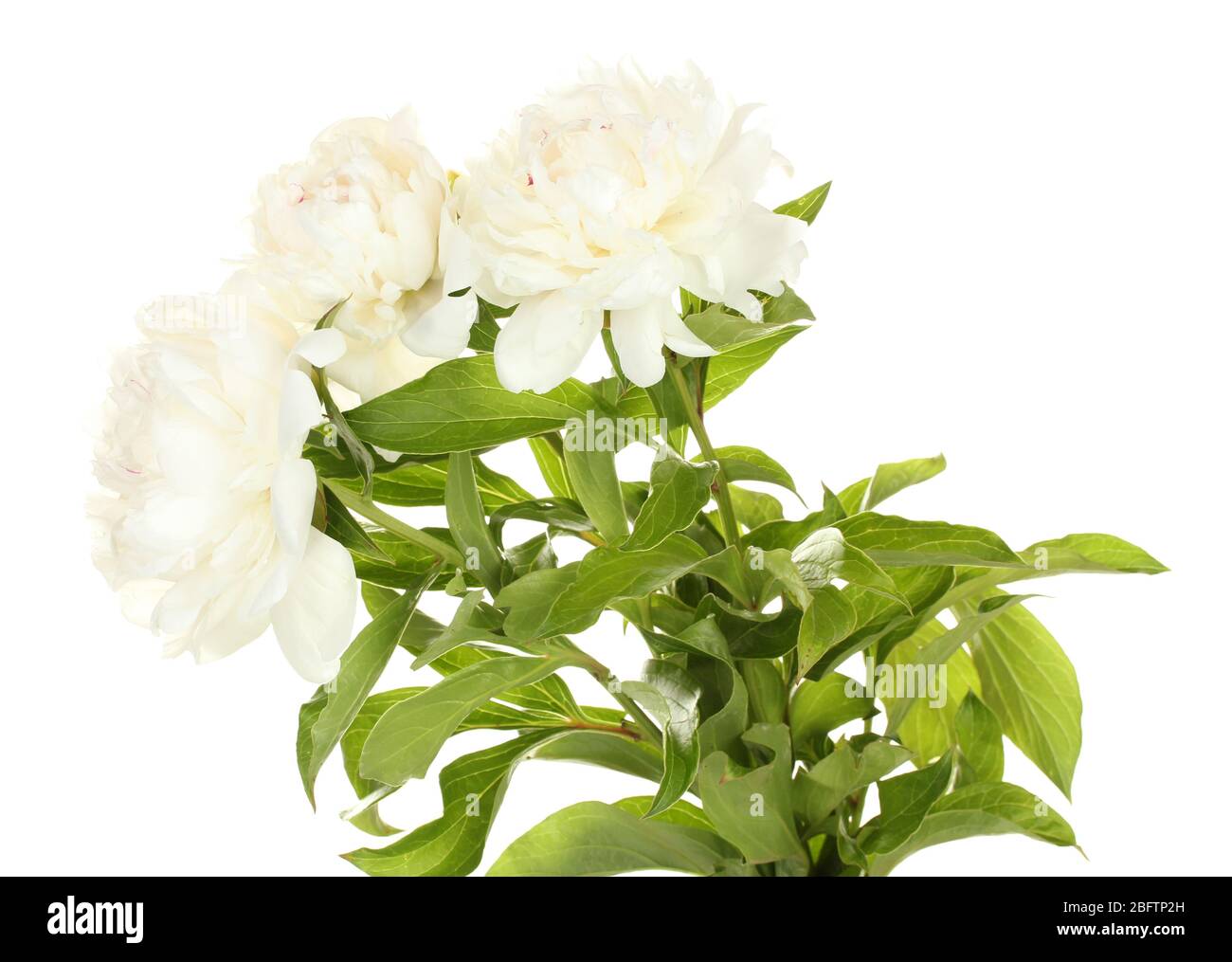 beautiful peonies isolated on white Stock Photo - Alamy