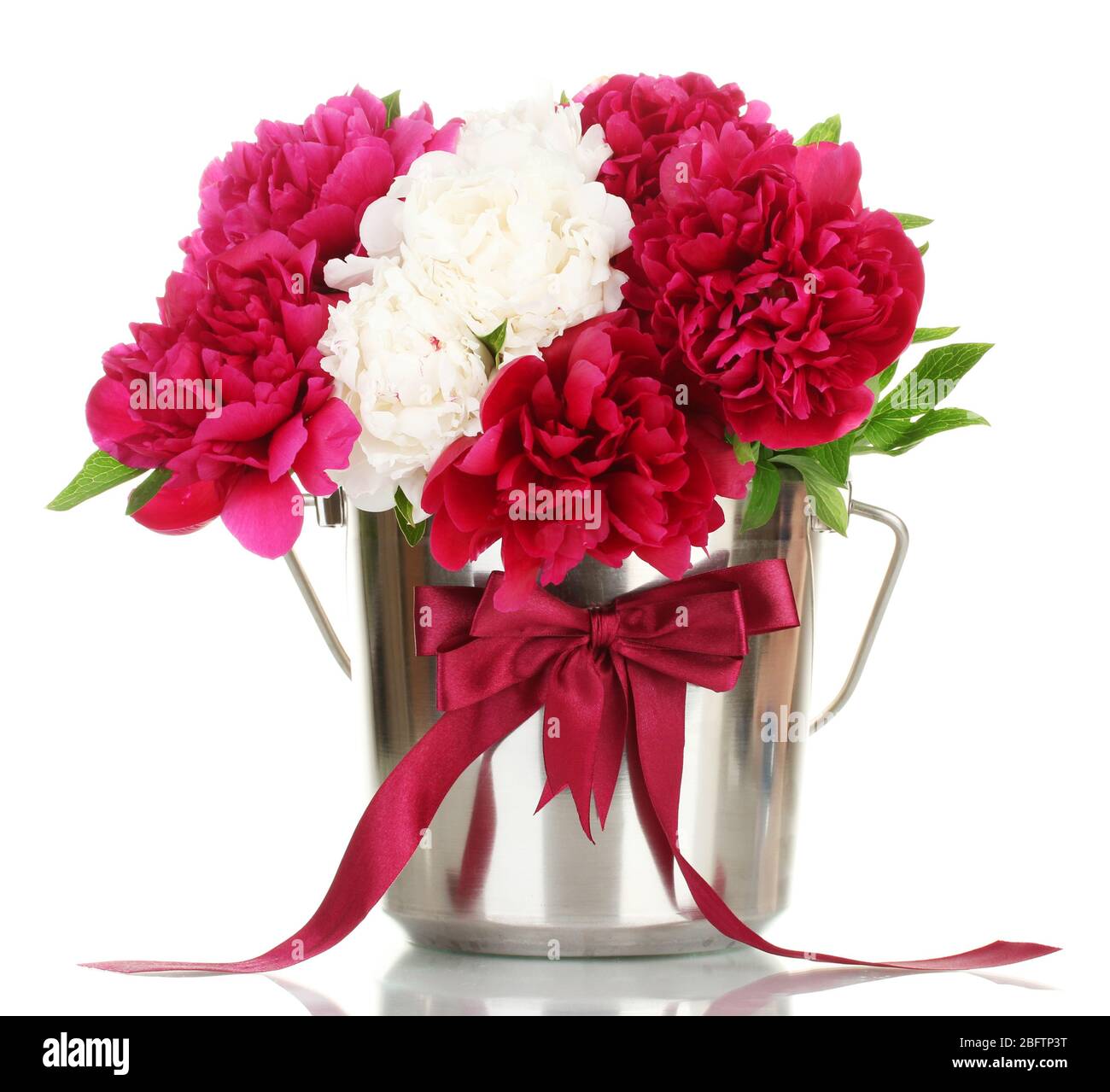 beautiful pink and white peonies in bucket with bow isolated on white ...