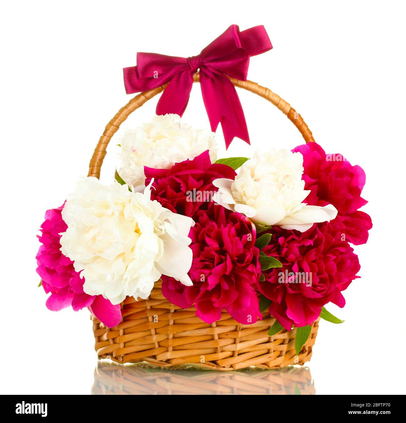 beautiful pink and white peonies in basket with bow isolated on white ...