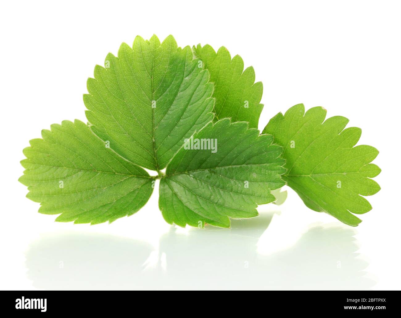green strawberry leaves isolated on white Stock Photo - Alamy