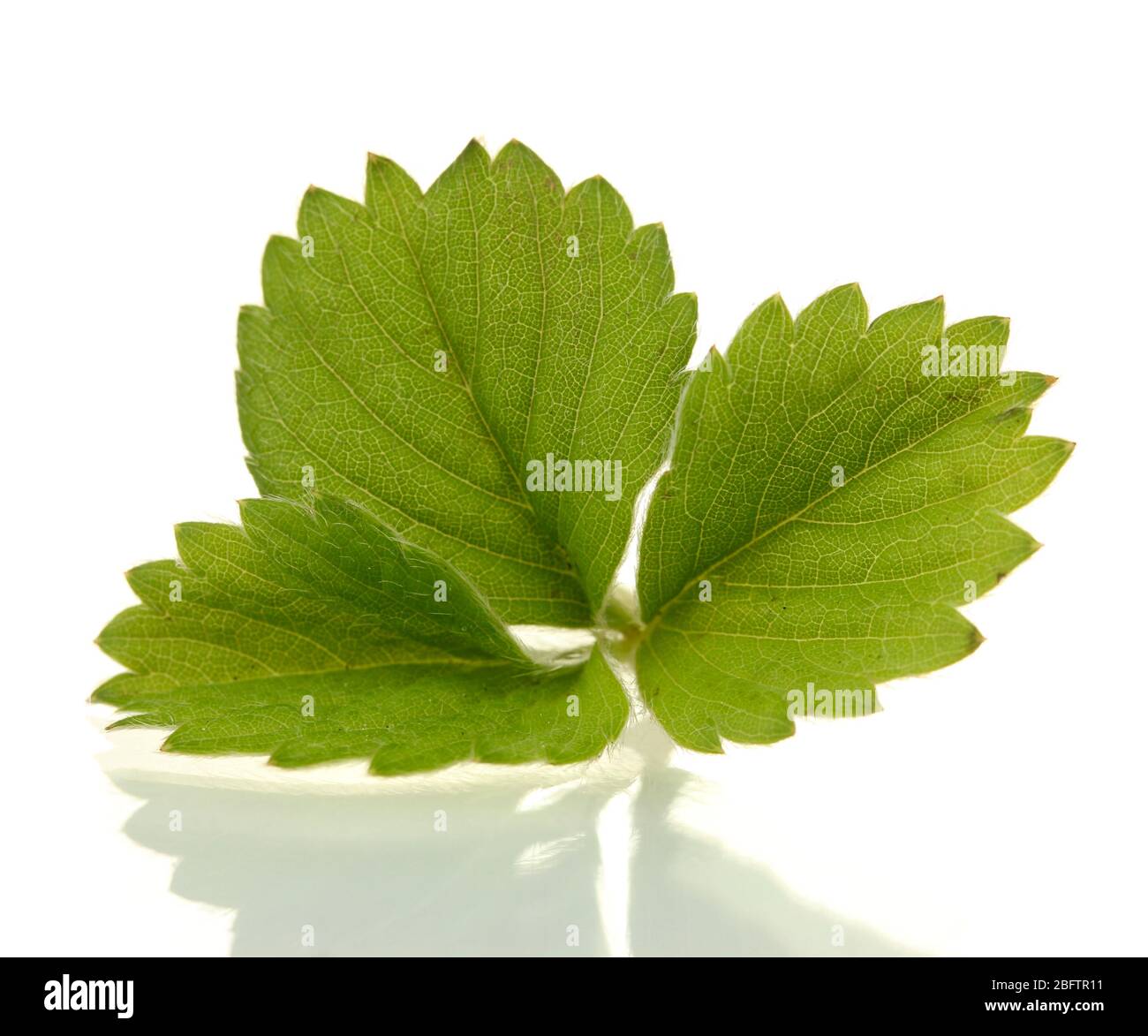 green strawberry leaf isolated on white Stock Photo - Alamy
