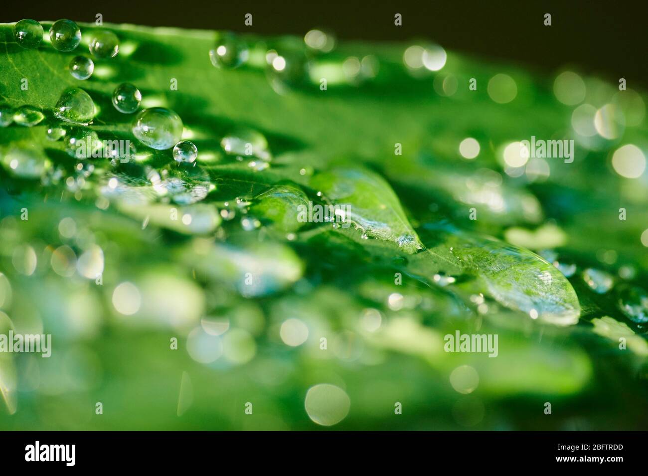 Drops in leaf hi-res stock photography and images - Alamy