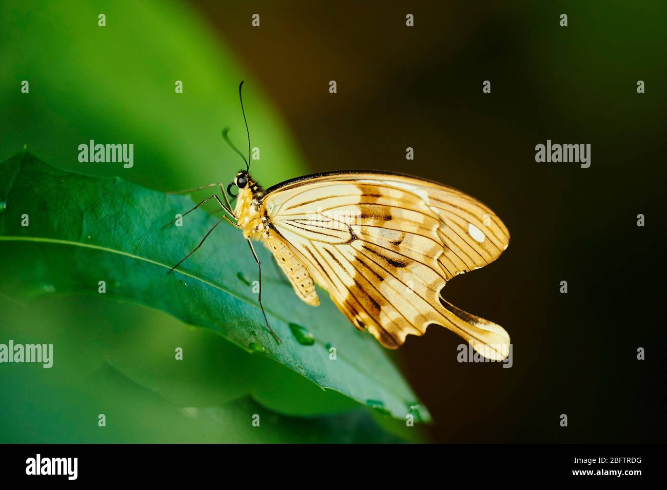 African swallowtail hi-res stock photography and images - Alamy