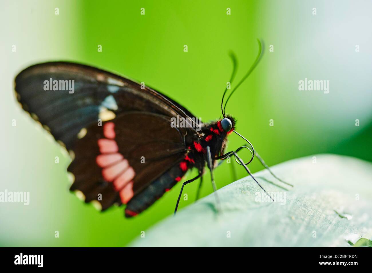 Cattleheart hi-res stock photography and images - Alamy