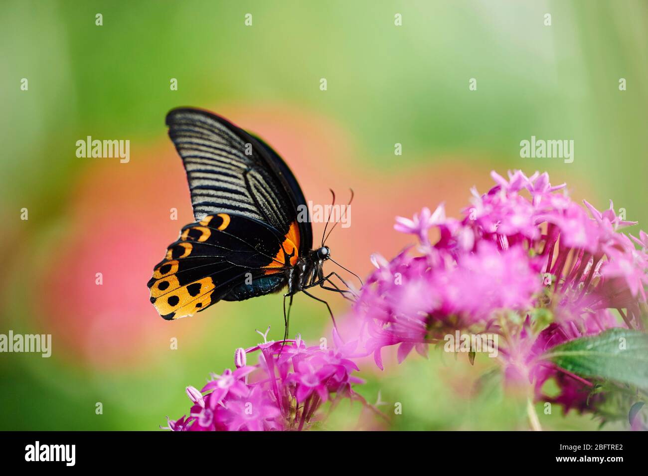 Scarlet Mormon or red Mormon (Papillo rumanzovia) sitting on a flower ...