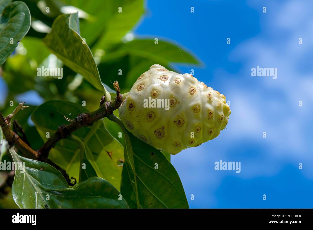 Noni tree hi-res stock photography and images - Alamy