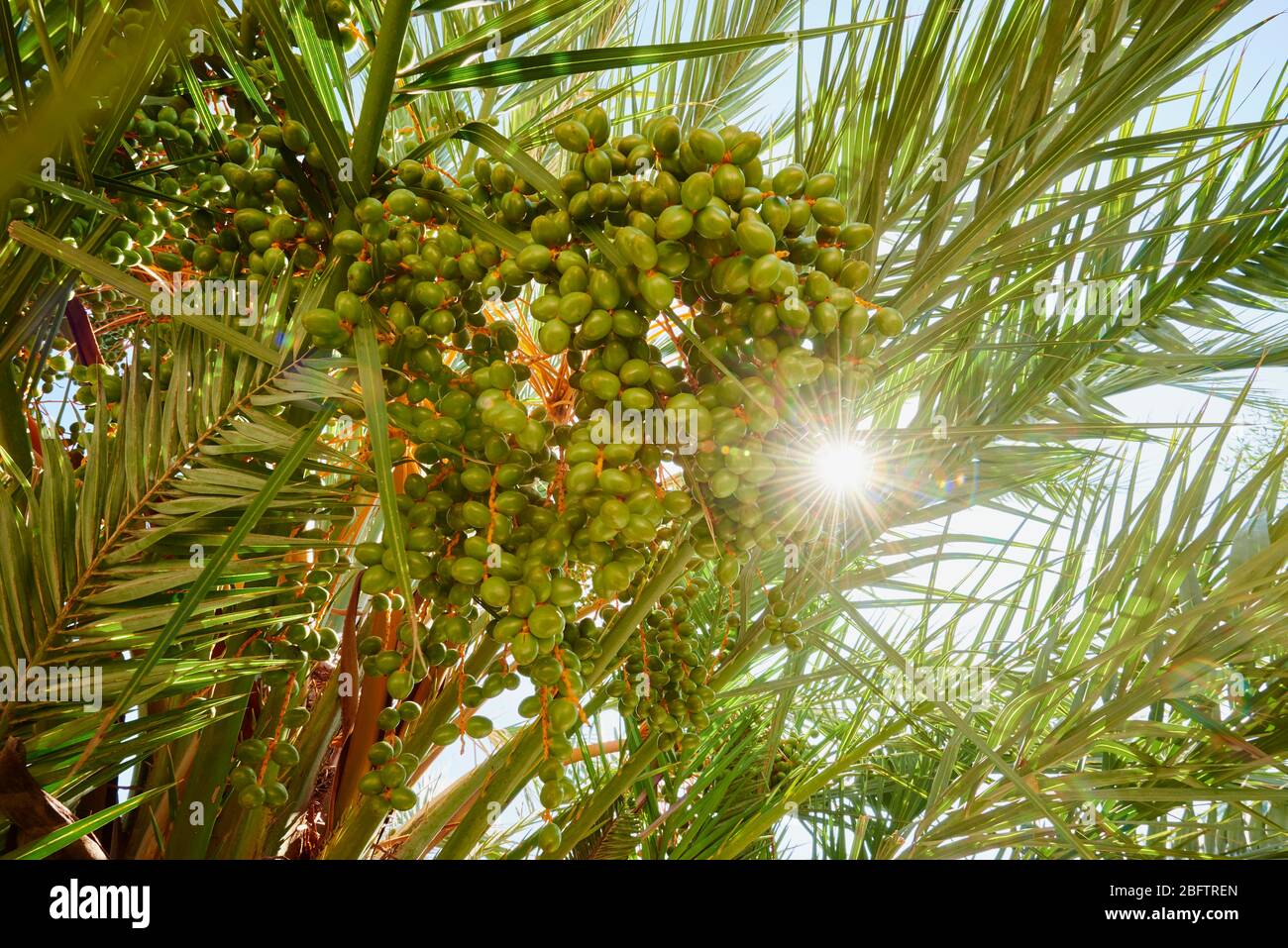 Green fruits of Date palm (Phoenix), Catalonia, Spain Stock Photo - Alamy