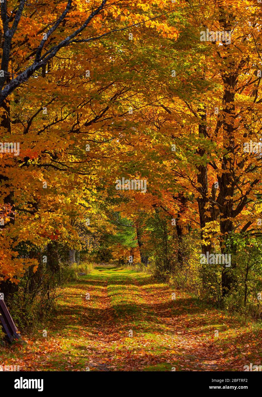 Avenue with colourful foliage in autumn, Bromont, Eastern Townships ...