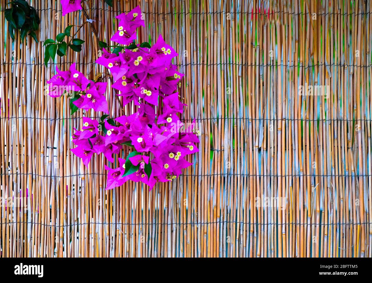 Purple flower of bougainvillea on natural straw / reeds background ...