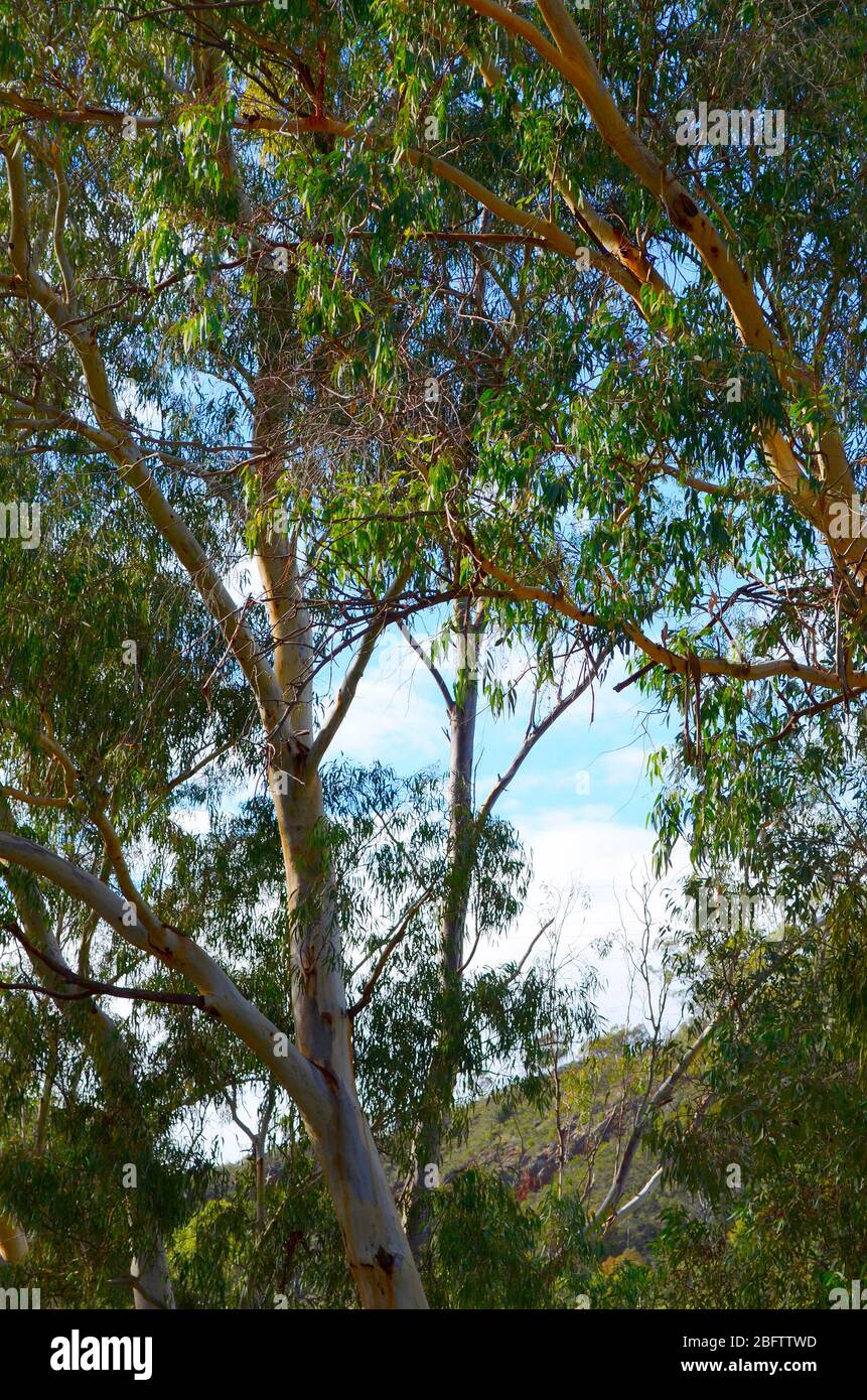 Iconic Australian bushland scene with tall eucalyptus trees and shrubs ...