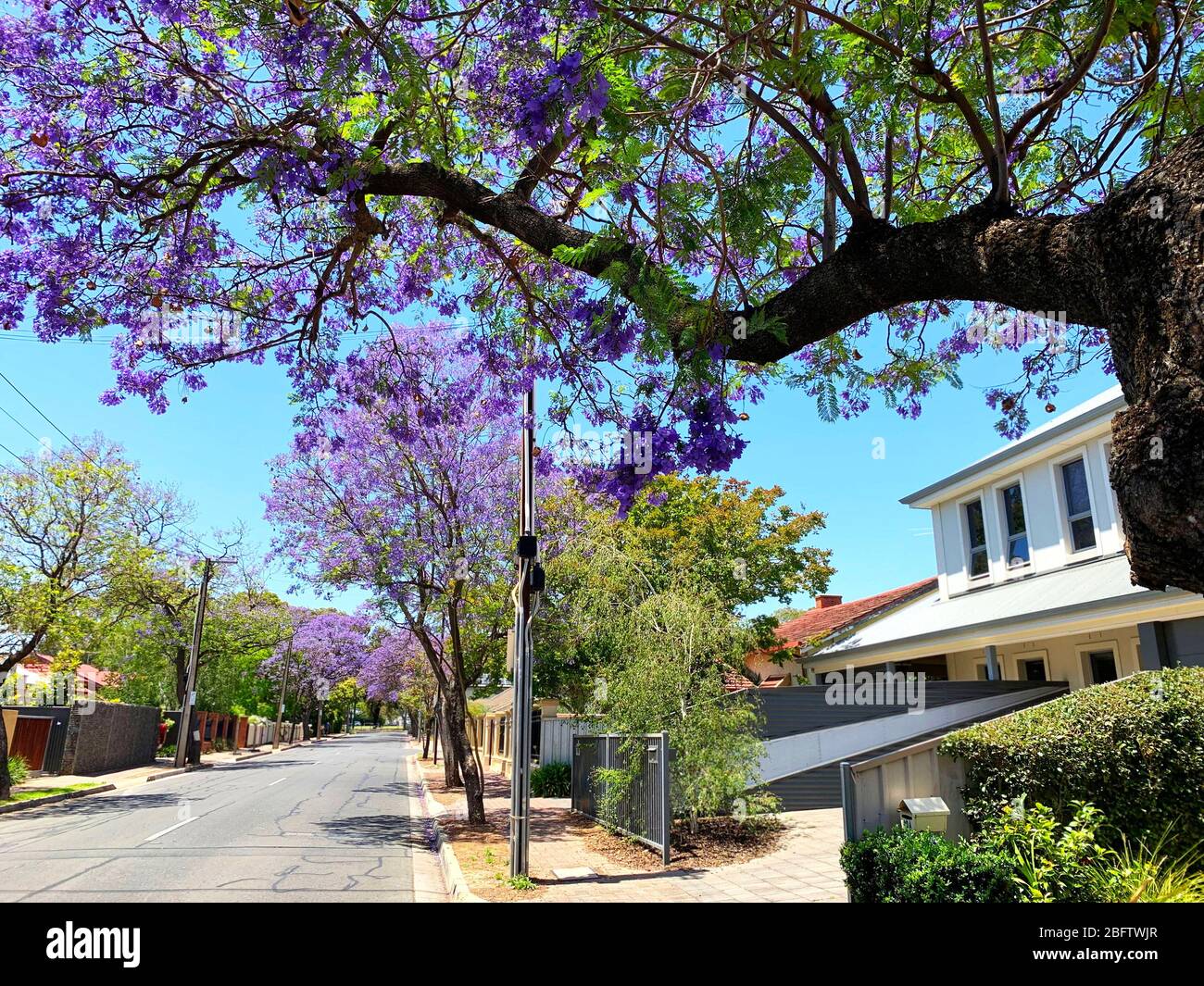 Beautiful purple flower Jacaranda tree lined street in full bloom ...