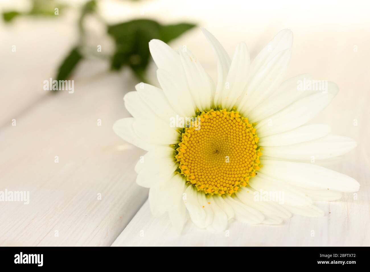 delicate daisy on white wooden table close-up Stock Photo - Alamy