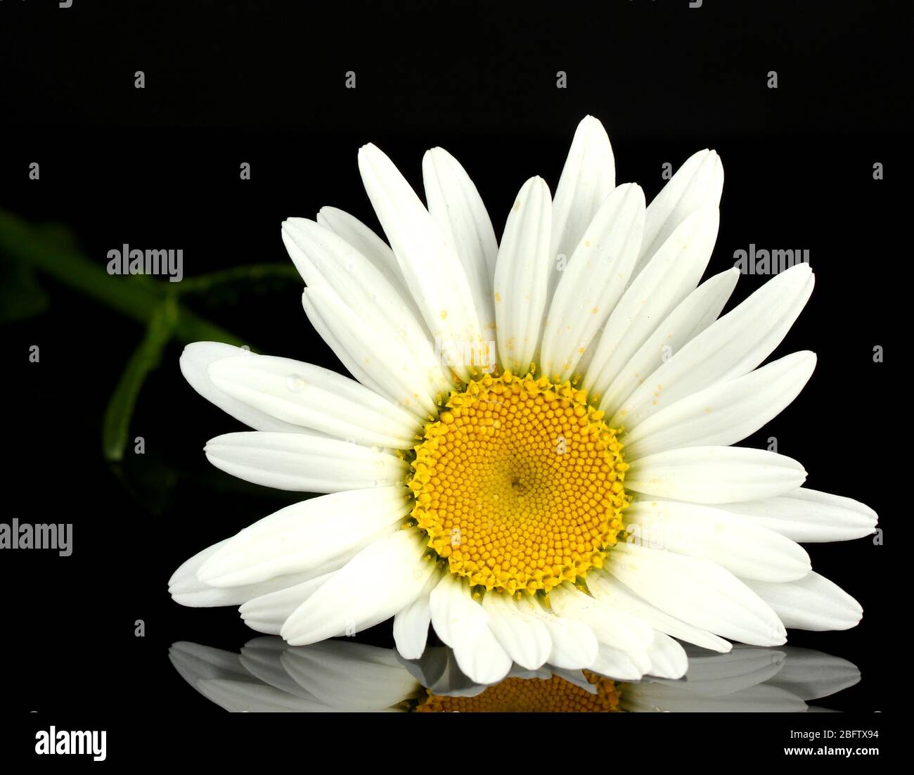 Delicate daisy isolated on hi-res stock photography and images - Alamy