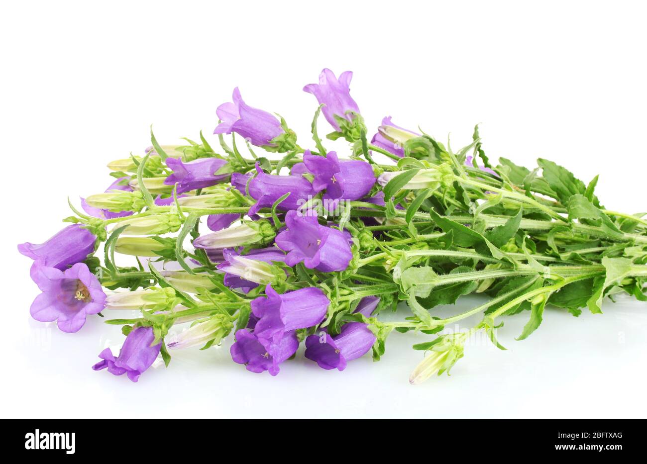 Spring blue bell flowers Cut Out Stock Images & Pictures - Alamy