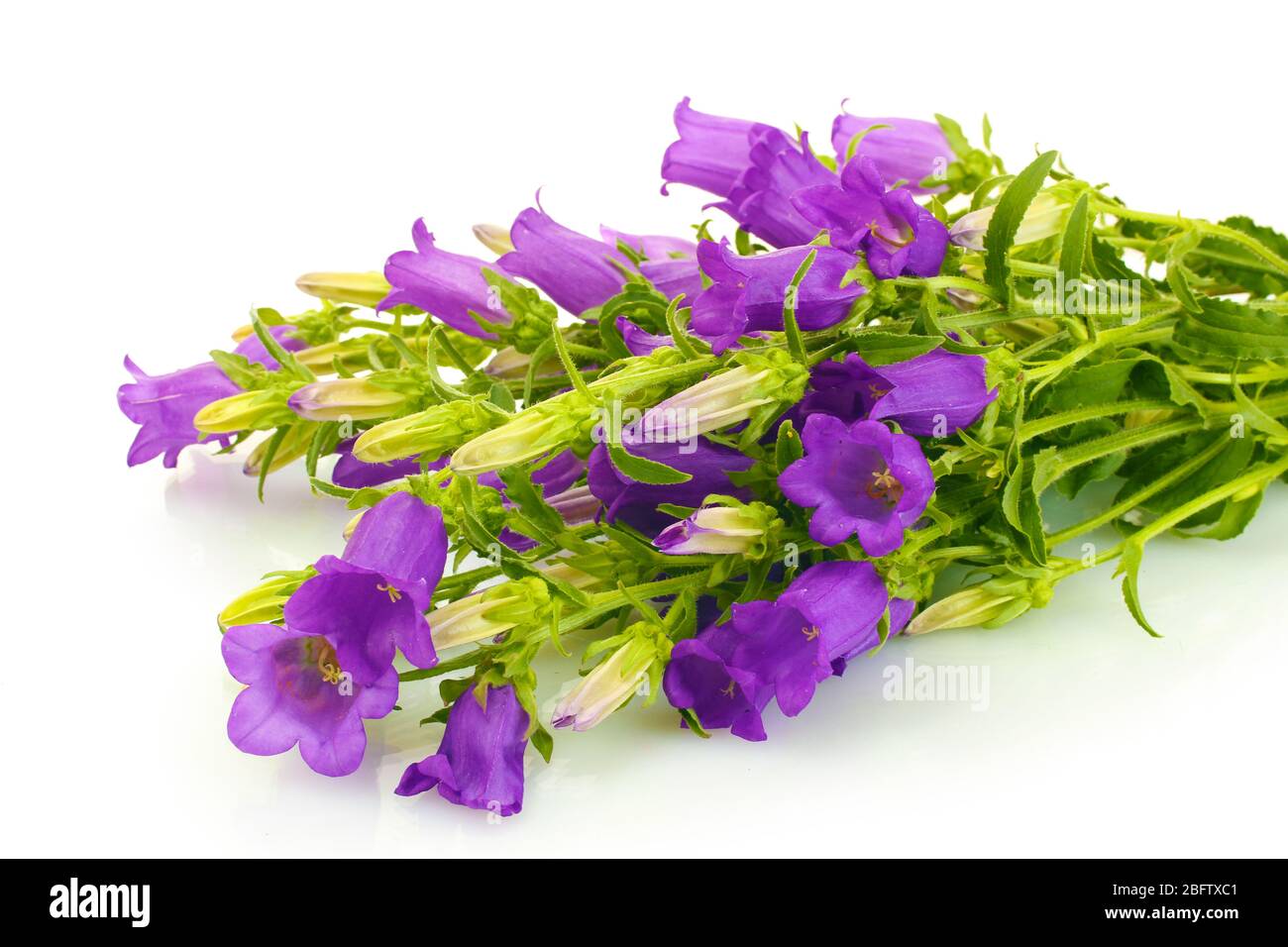 blue bell flowers isolated on white Stock Photo - Alamy
