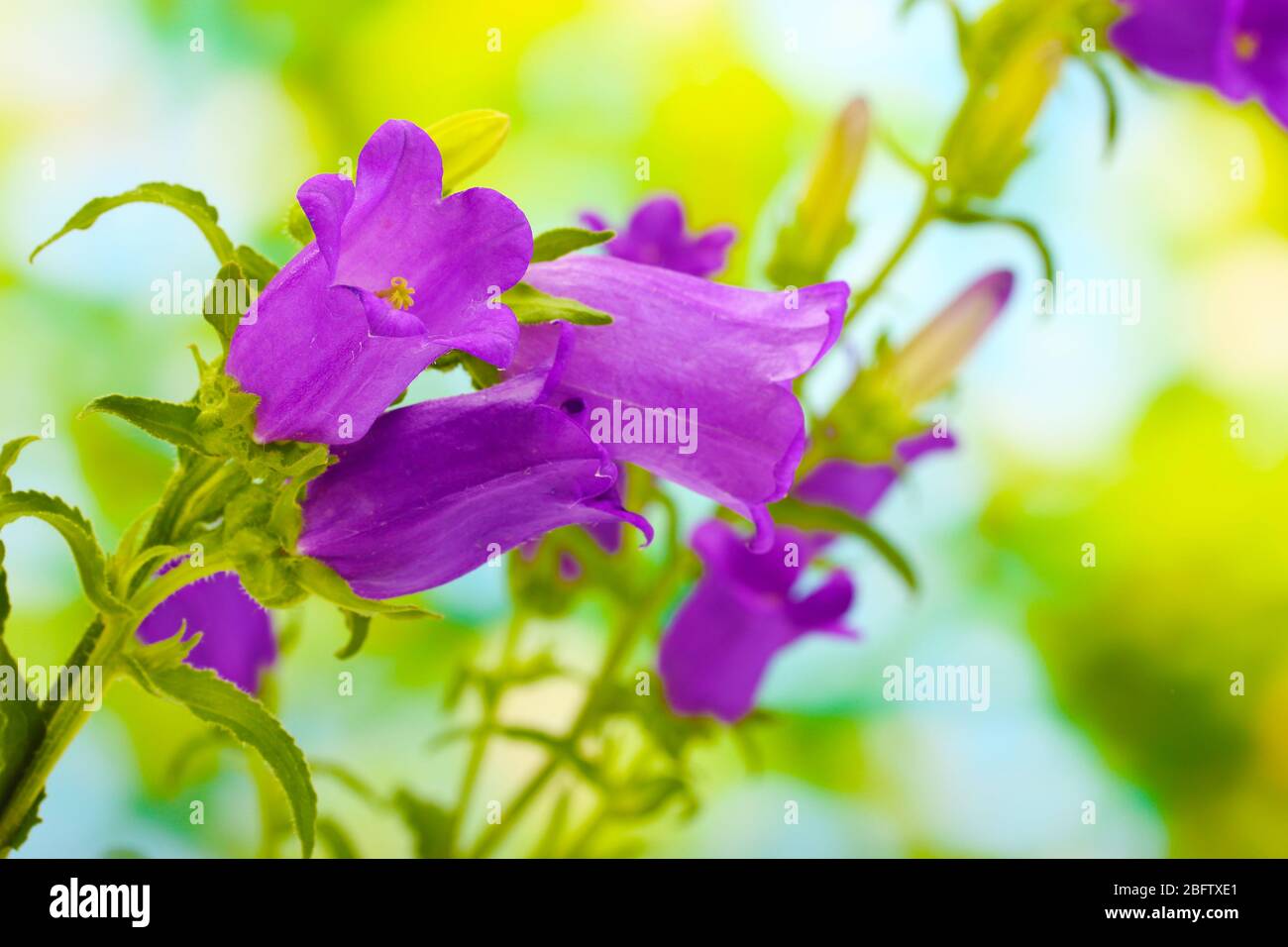 blue bell flowers on green background Stock Photo - Alamy