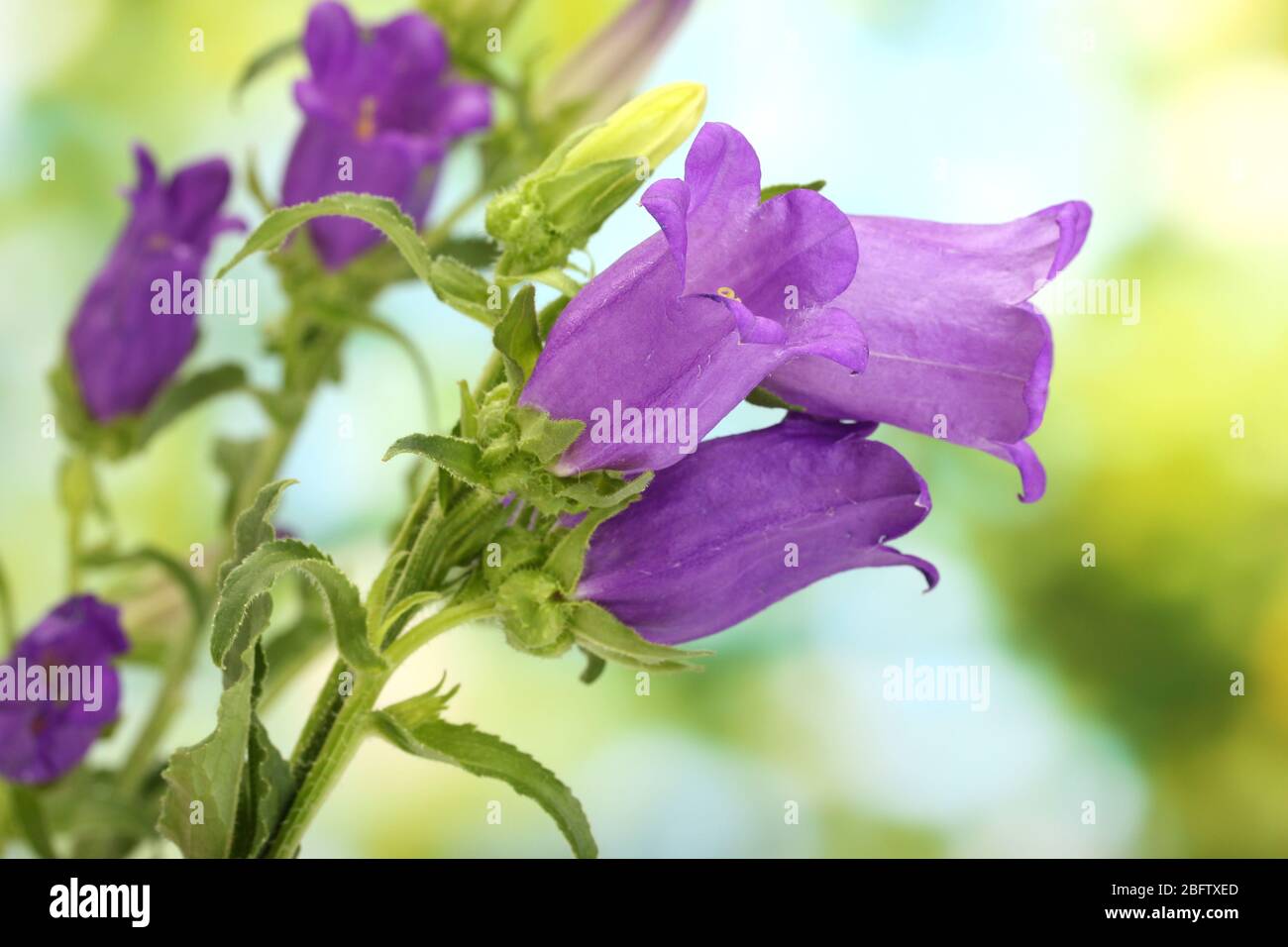 blue bell flowers on green background Stock Photo - Alamy