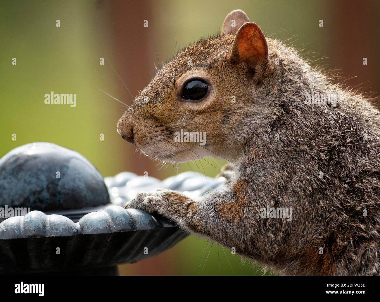 Squirrel head hi-res stock photography and images - Alamy