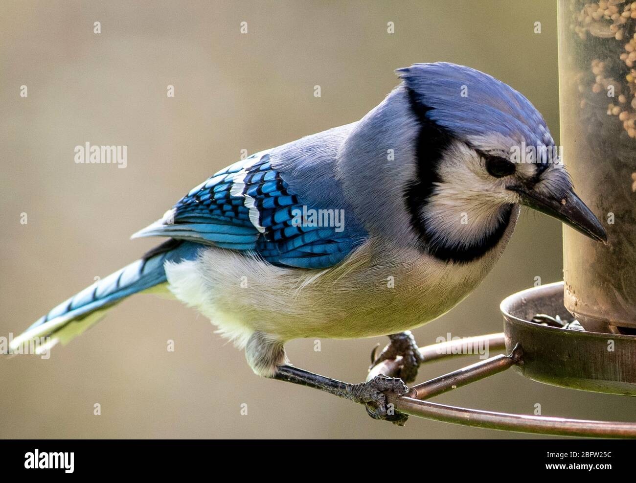 Looking for food Stock Photo - Alamy