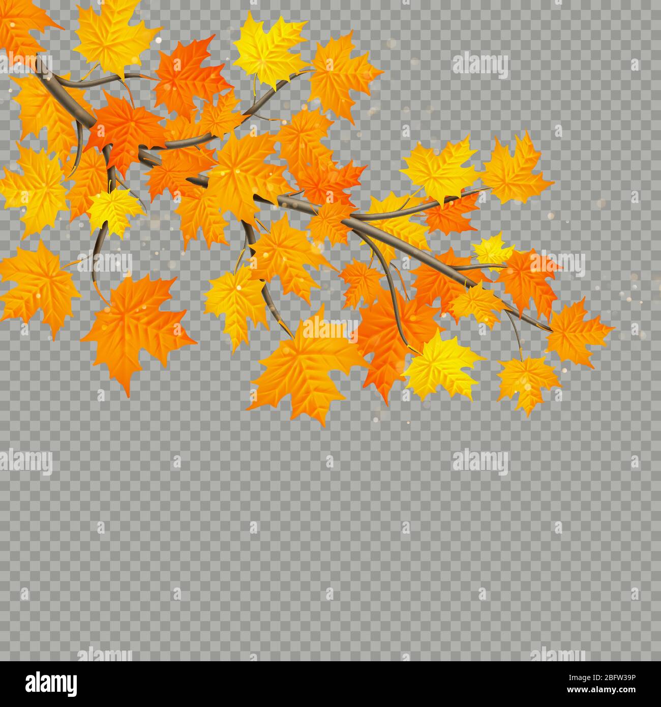 Maple branch with colorful leaves isolated on transparent background ...