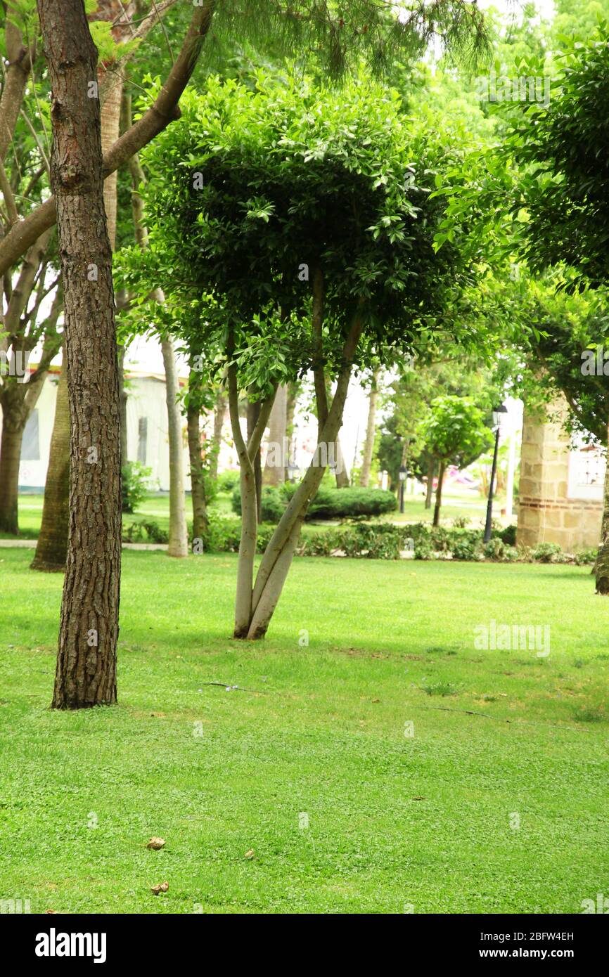 Park lawn with trees Stock Photo - Alamy