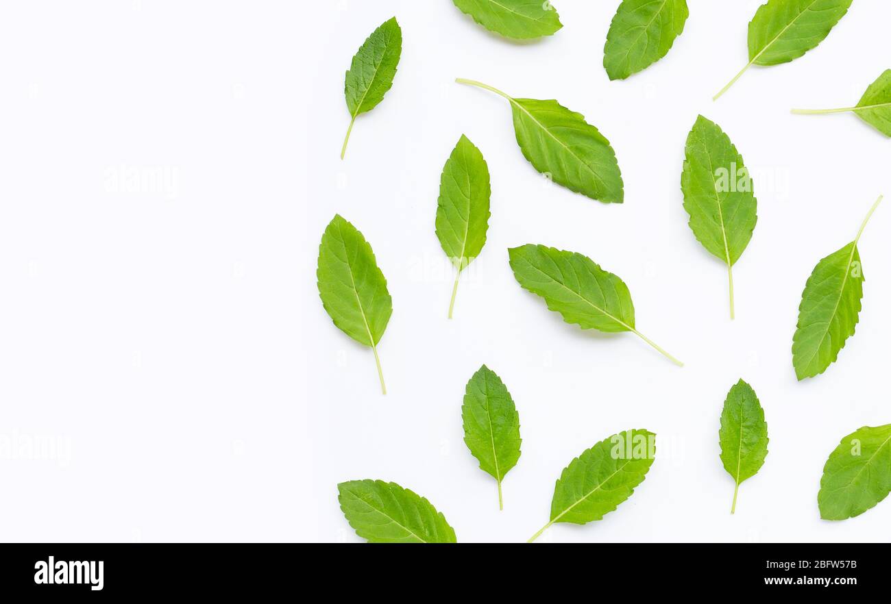 Fresh holy basil leaves on white background. Top view Stock Photo - Alamy