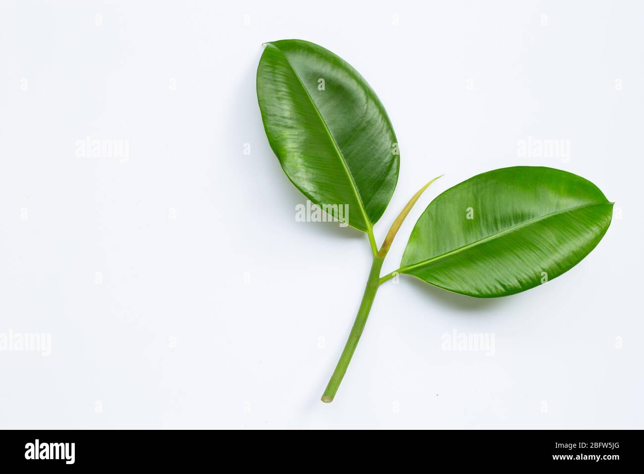 Rubber plant leaves on white background. Copy space Stock Photo - Alamy