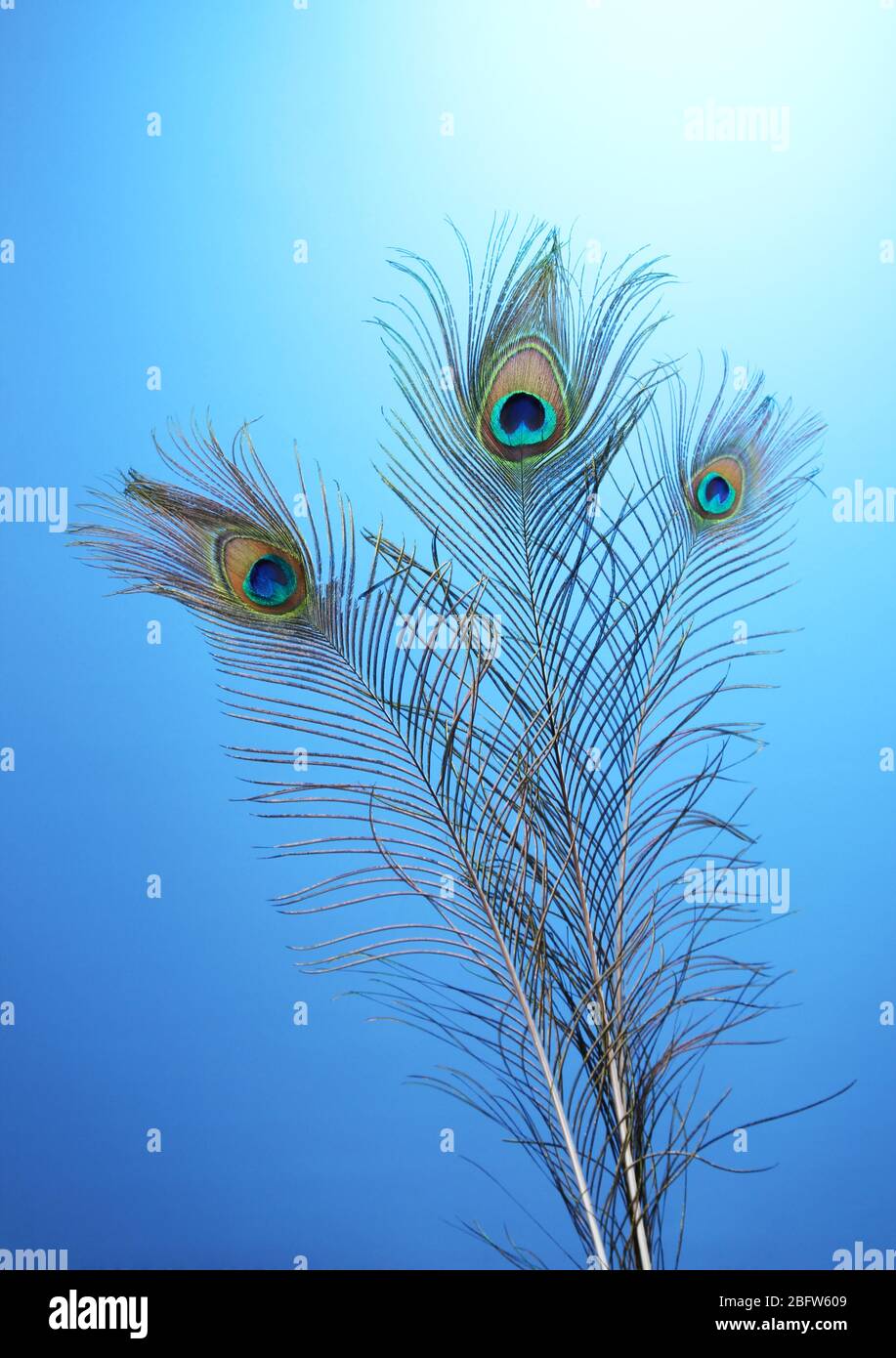 Blue Peacock Wallpaper Hd