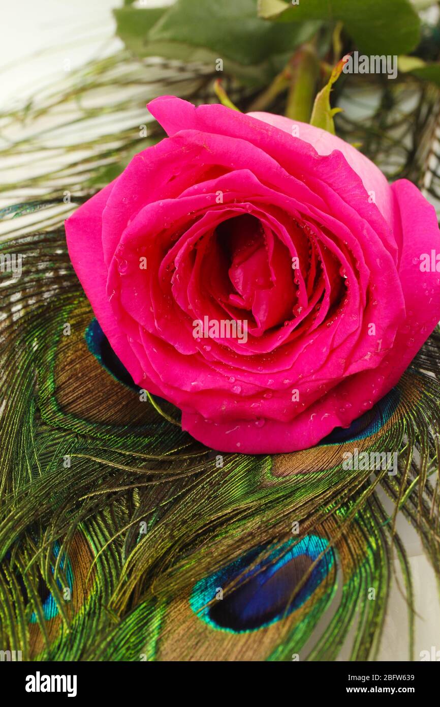 Pink rose on peacock feathers close-up Stock Photo - Alamy