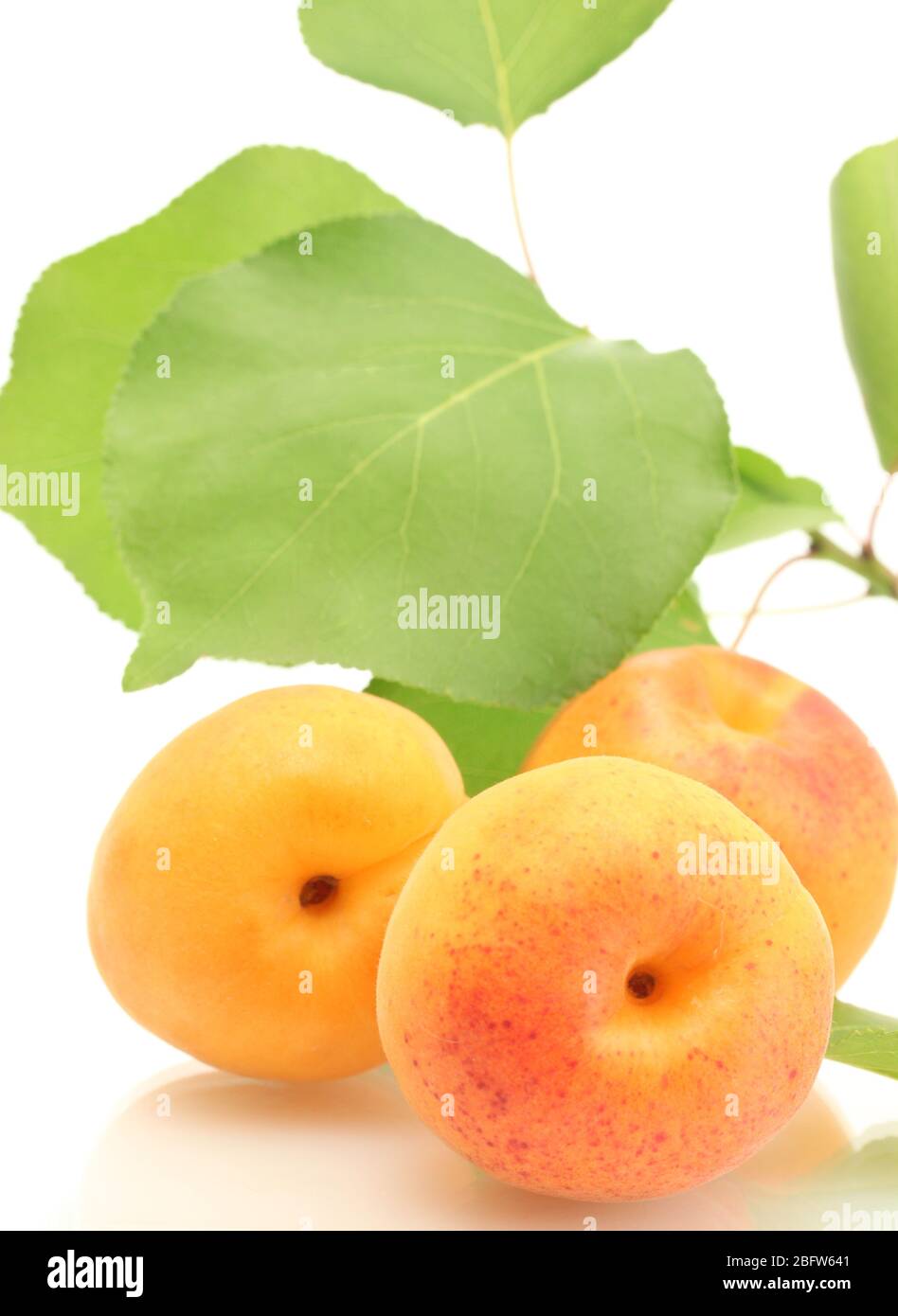 ripe sweet apricots with green leaves isolated on white Stock Photo - Alamy