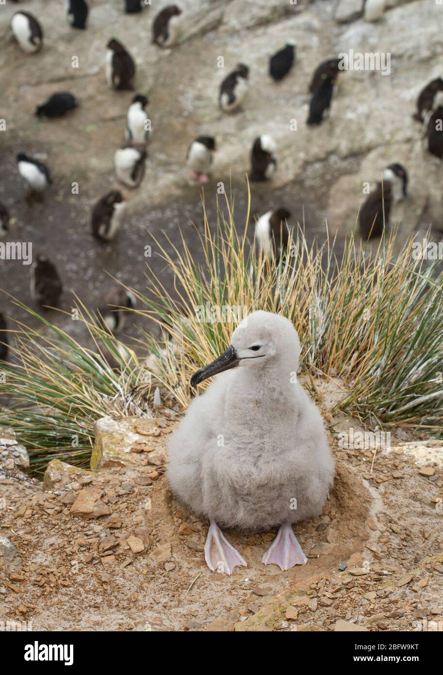 Over 70% of the global population of the the black-browed albatross ...