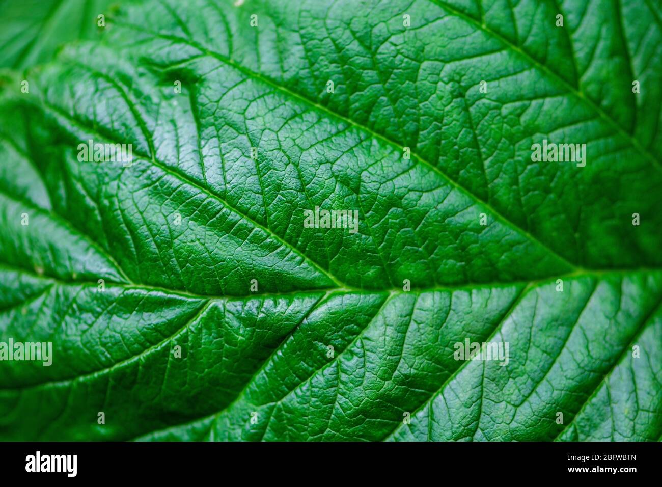 Raspberry leaf closeup in the forest, background Stock Photo - Alamy