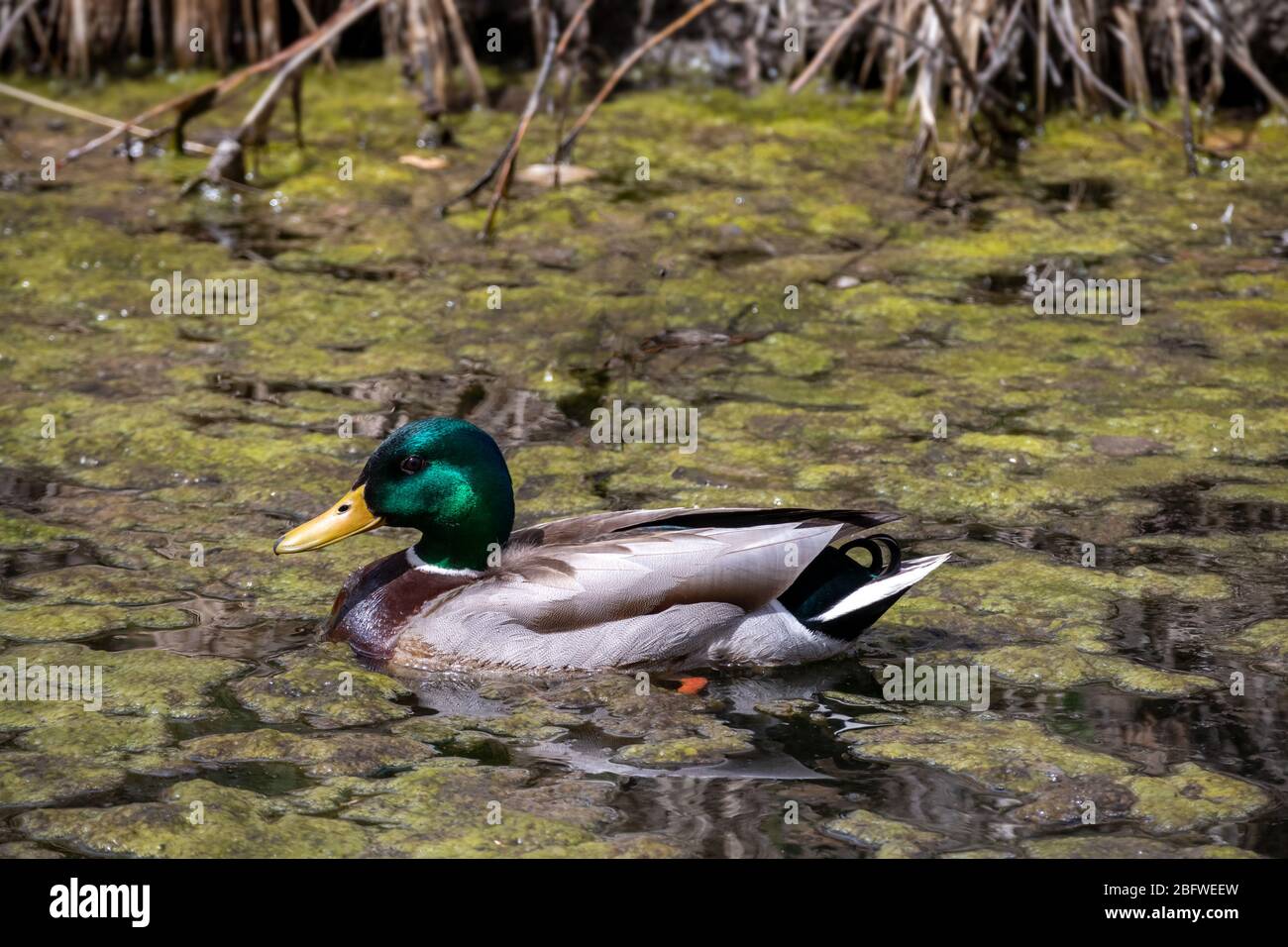 Swamp water hi-res stock photography and images - Alamy