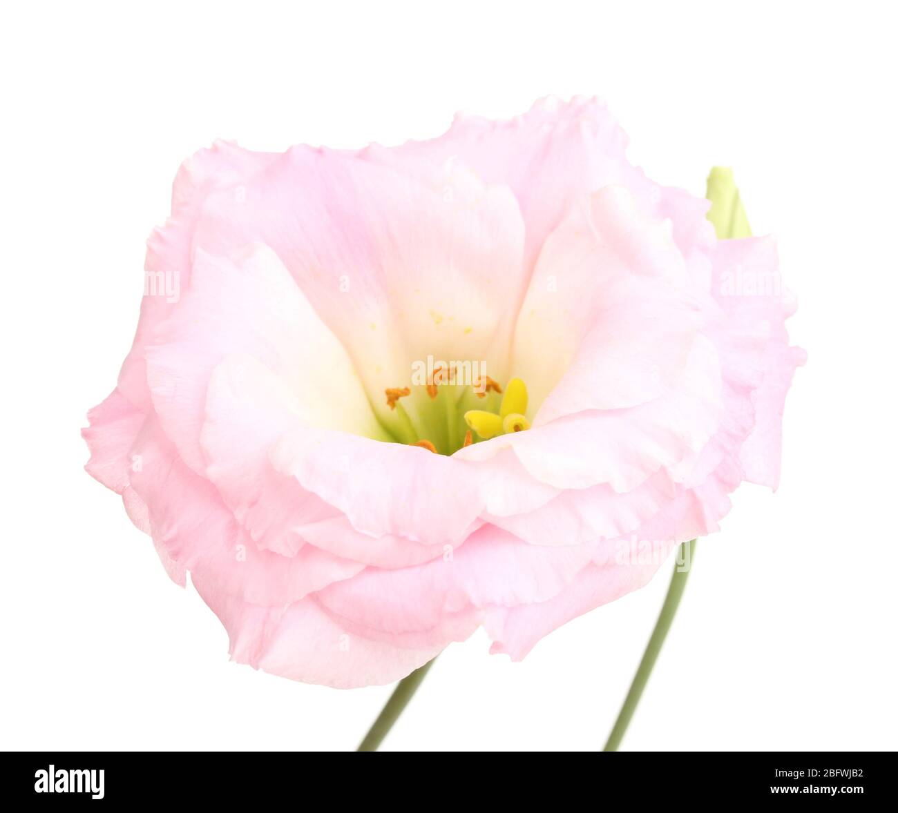 pink eustoma isolated on white Stock Photo - Alamy