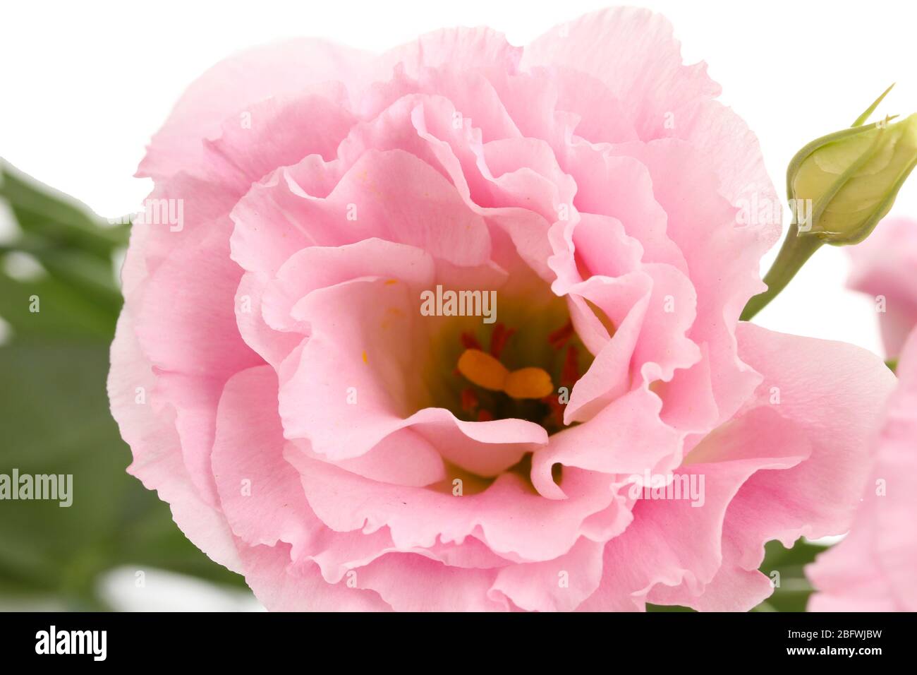 pink eustoma isolated on white Stock Photo - Alamy
