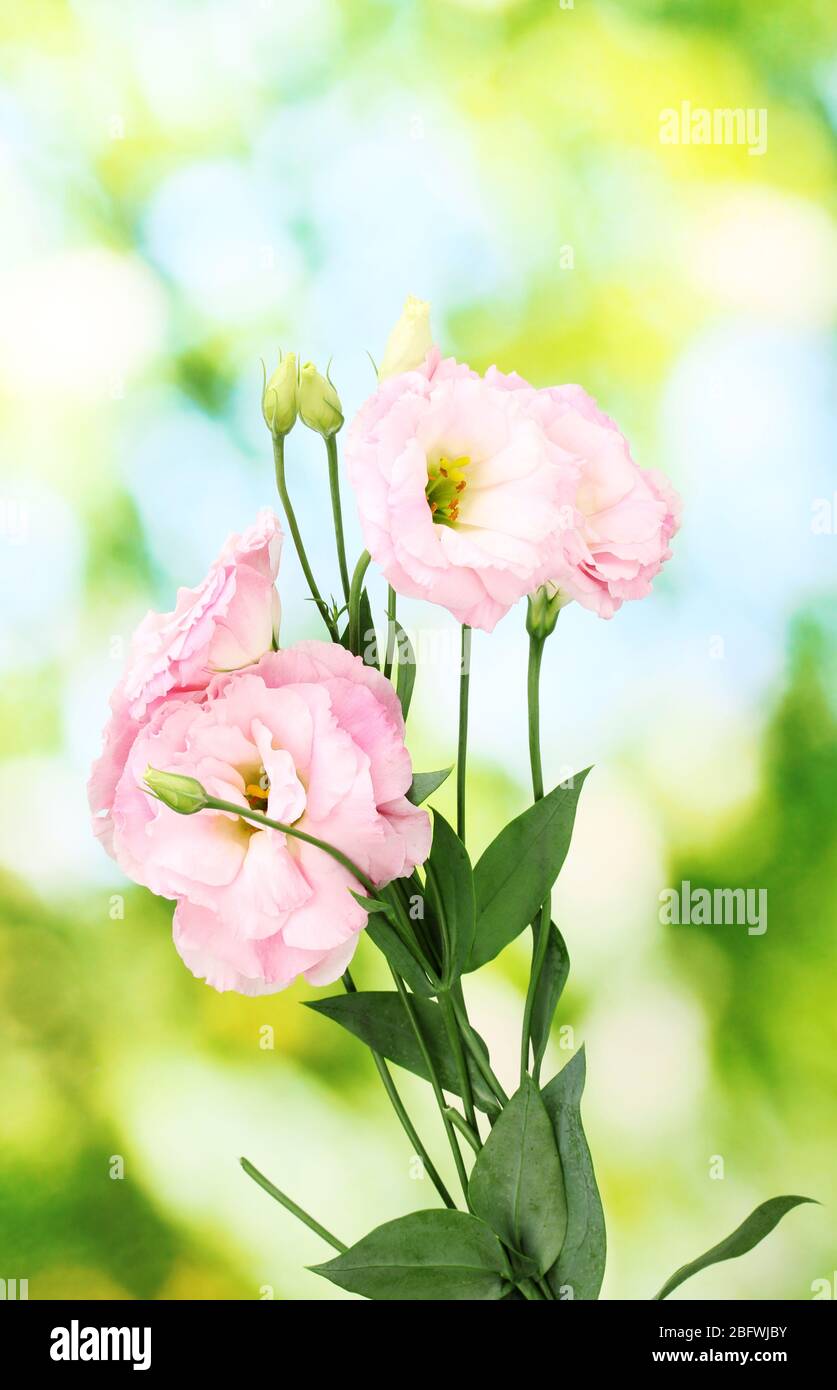 bouquet of eustoma flowers, on green background Stock Photo - Alamy