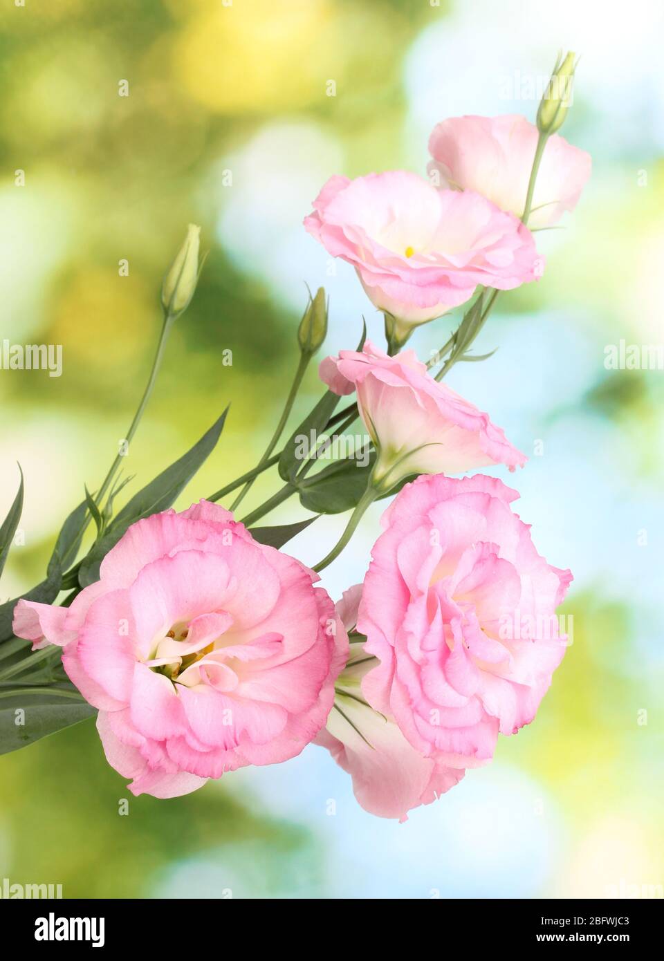 bouquet of eustoma flowers, on green background Stock Photo - Alamy